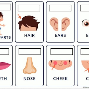 Body Parts Flashcards in Arabic and English - Etsy