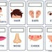 Body Parts Flashcards in Arabic and English - Etsy