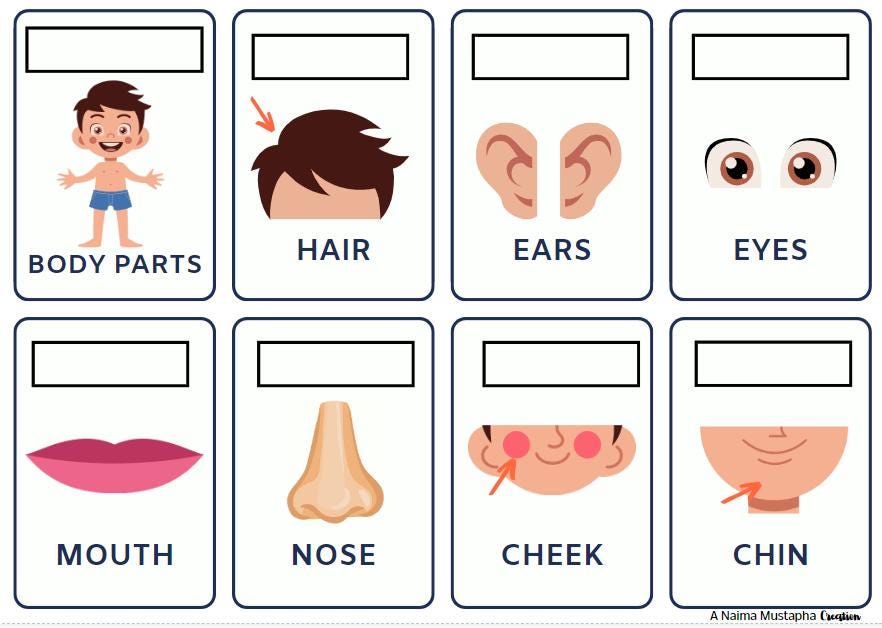 Body Parts Flashcards in Arabic and English - Etsy