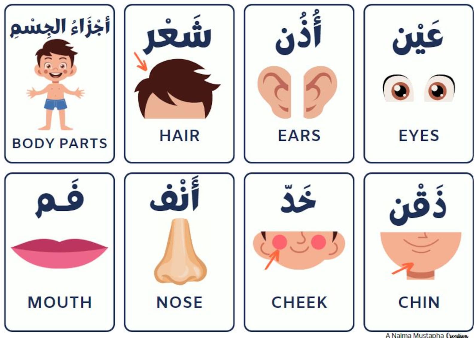 Body Parts Flashcards in Arabic and English - Etsy