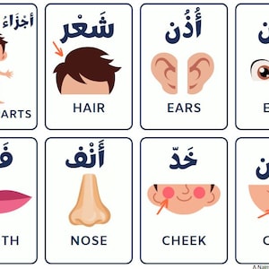 Body Parts Flashcards in Arabic and English - Etsy