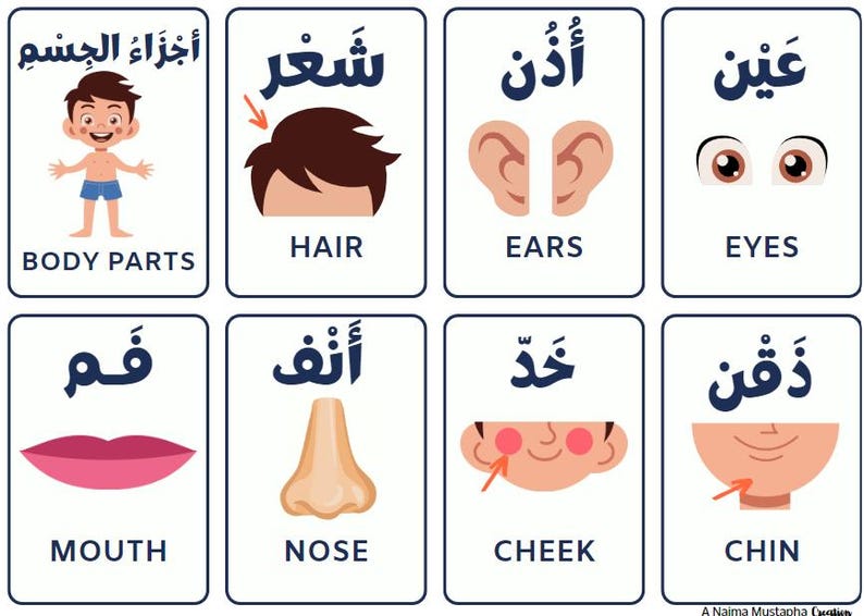 Body Parts Flashcards in Arabic and English - Etsy
