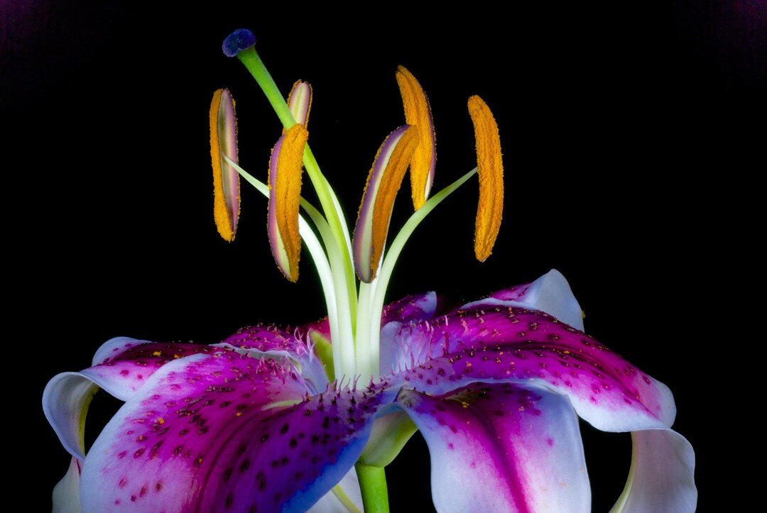 Glowing Lily Fine Art Photo Canvas Print / Greeting Card - Etsy