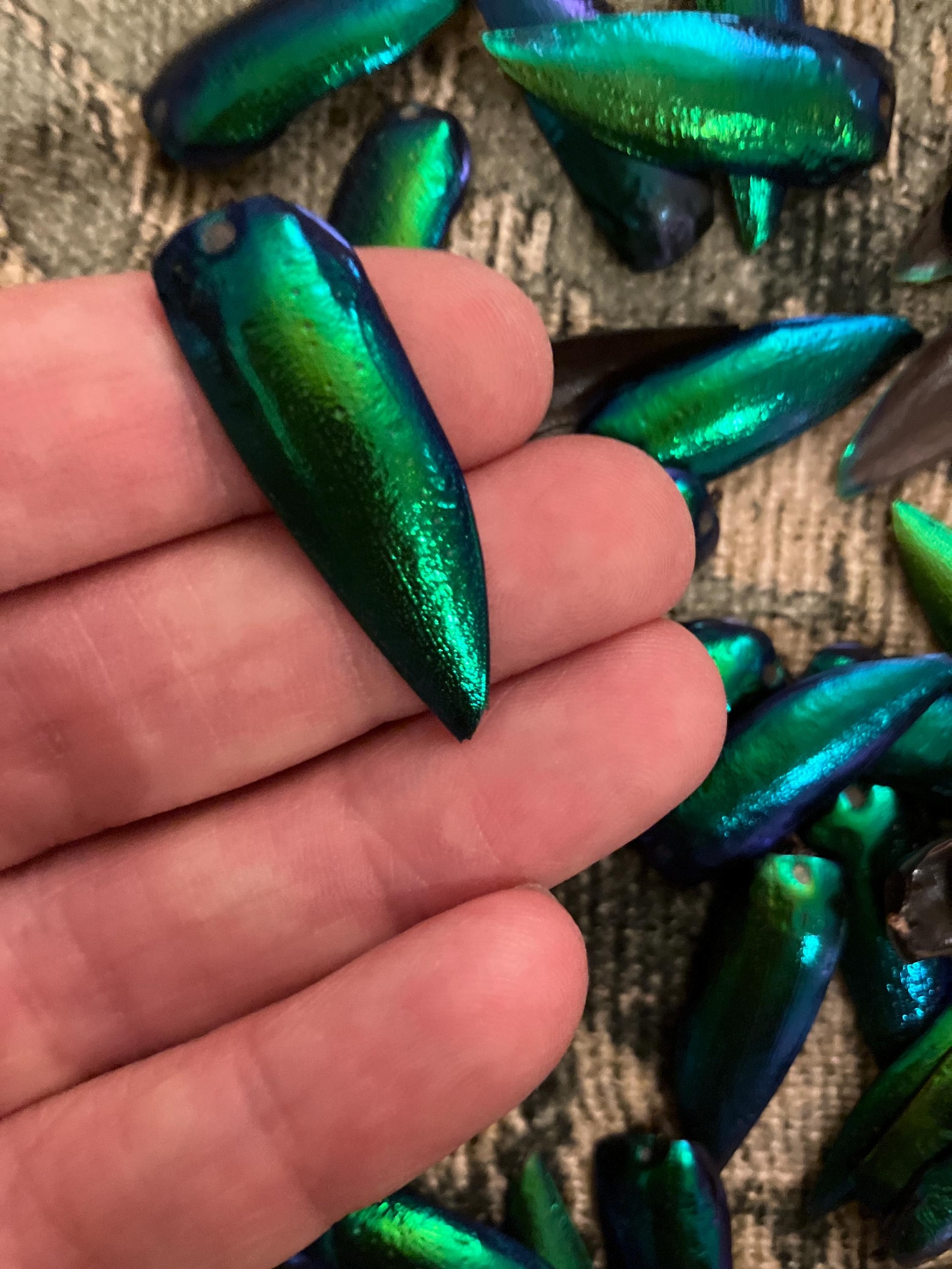 Vintage Real (cruelty Free) Beetle Wings - Etsy