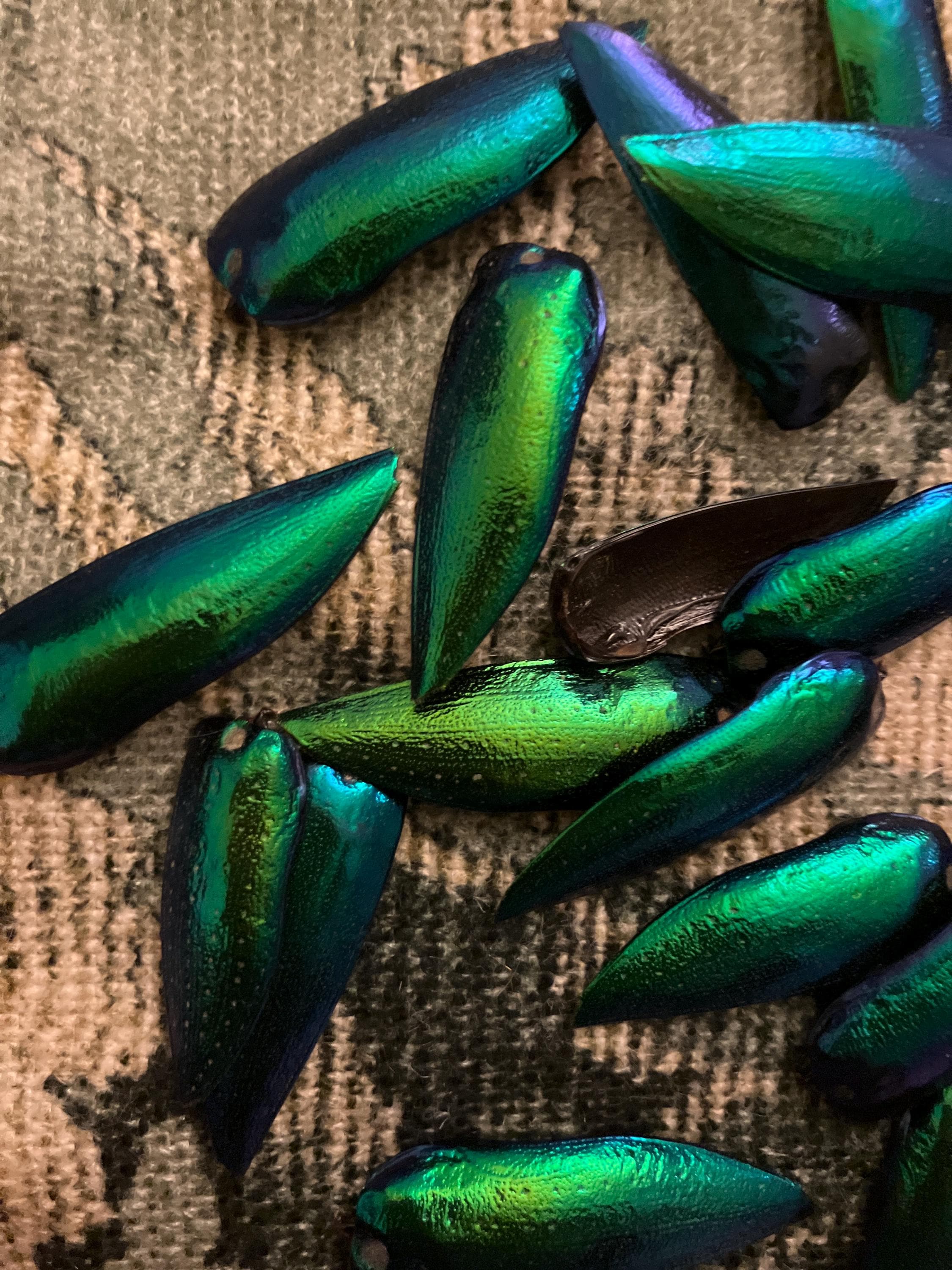 Vintage Real (cruelty Free) Beetle Wings - Etsy
