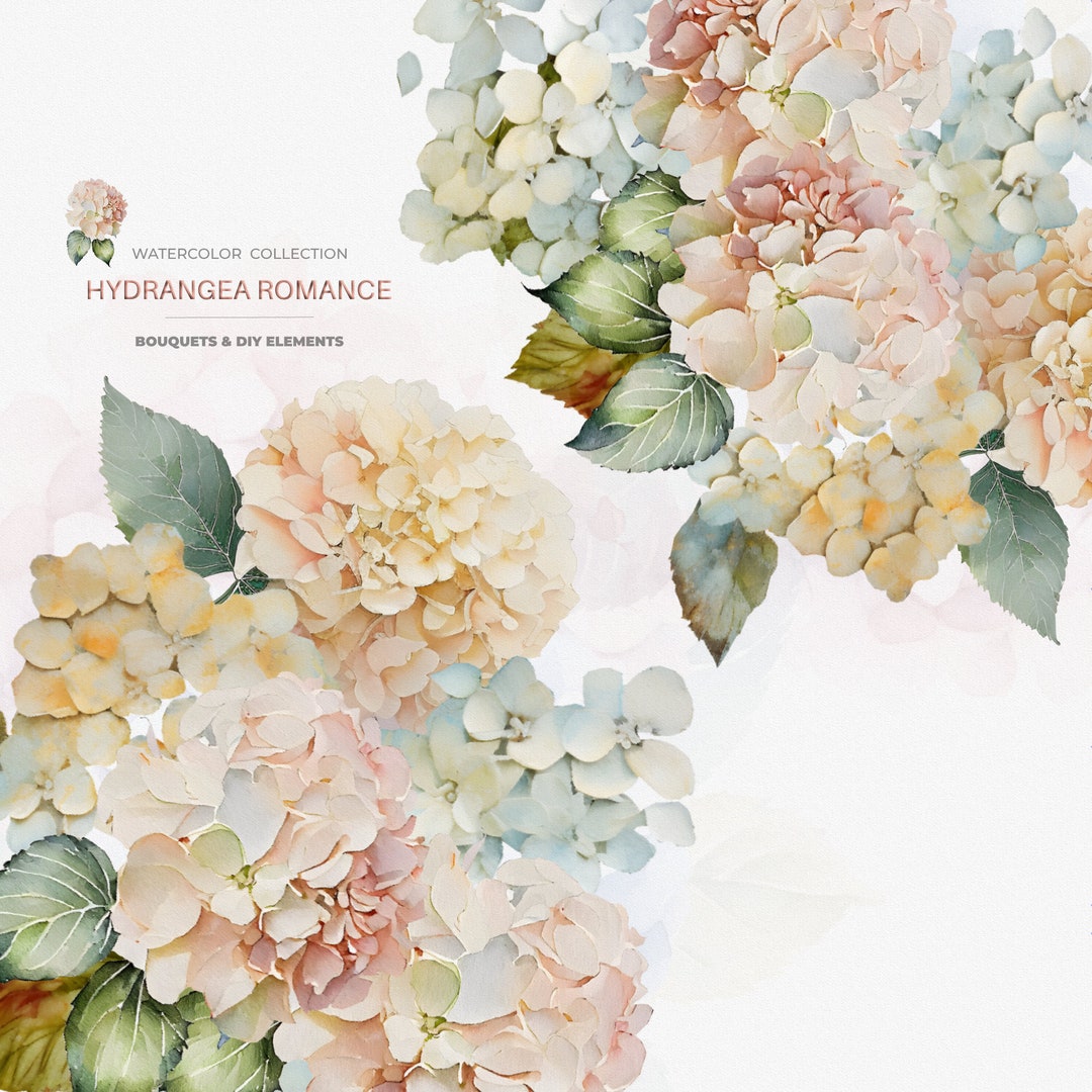 Watercolor Hydrangea - Watercolor Hydrangea Clipart - Watercolor ...