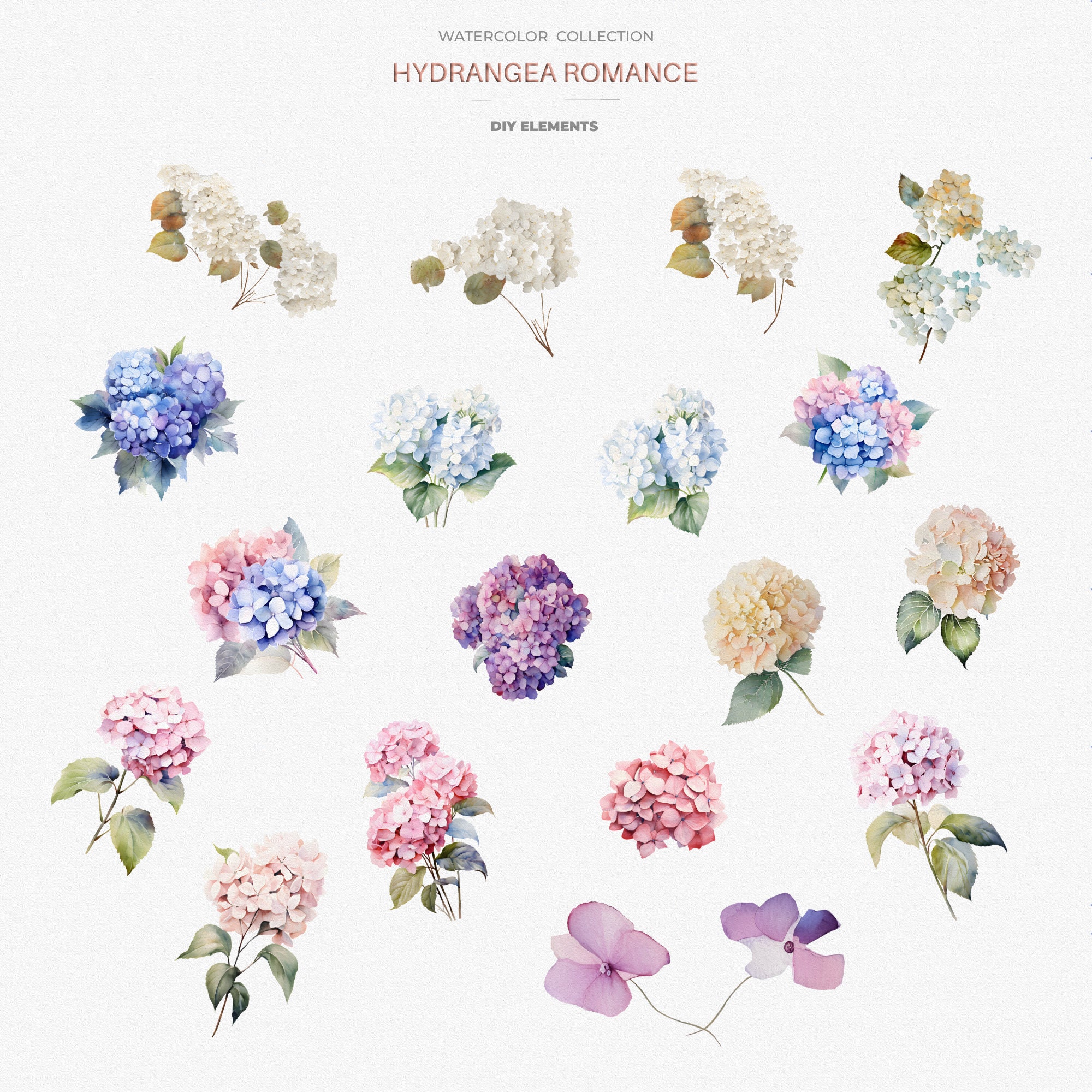 Watercolor Hydrangea - Watercolor Hydrangea Clipart - Watercolor ...