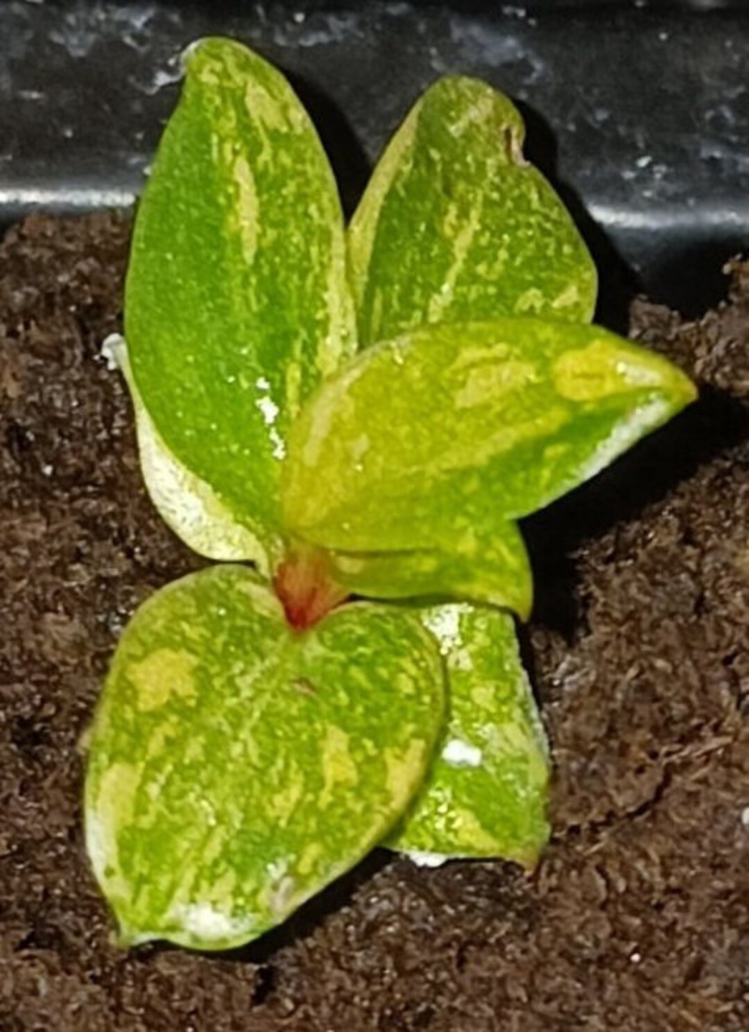 Variegated Orange Princess Philodendron Seedling Starter - Etsy