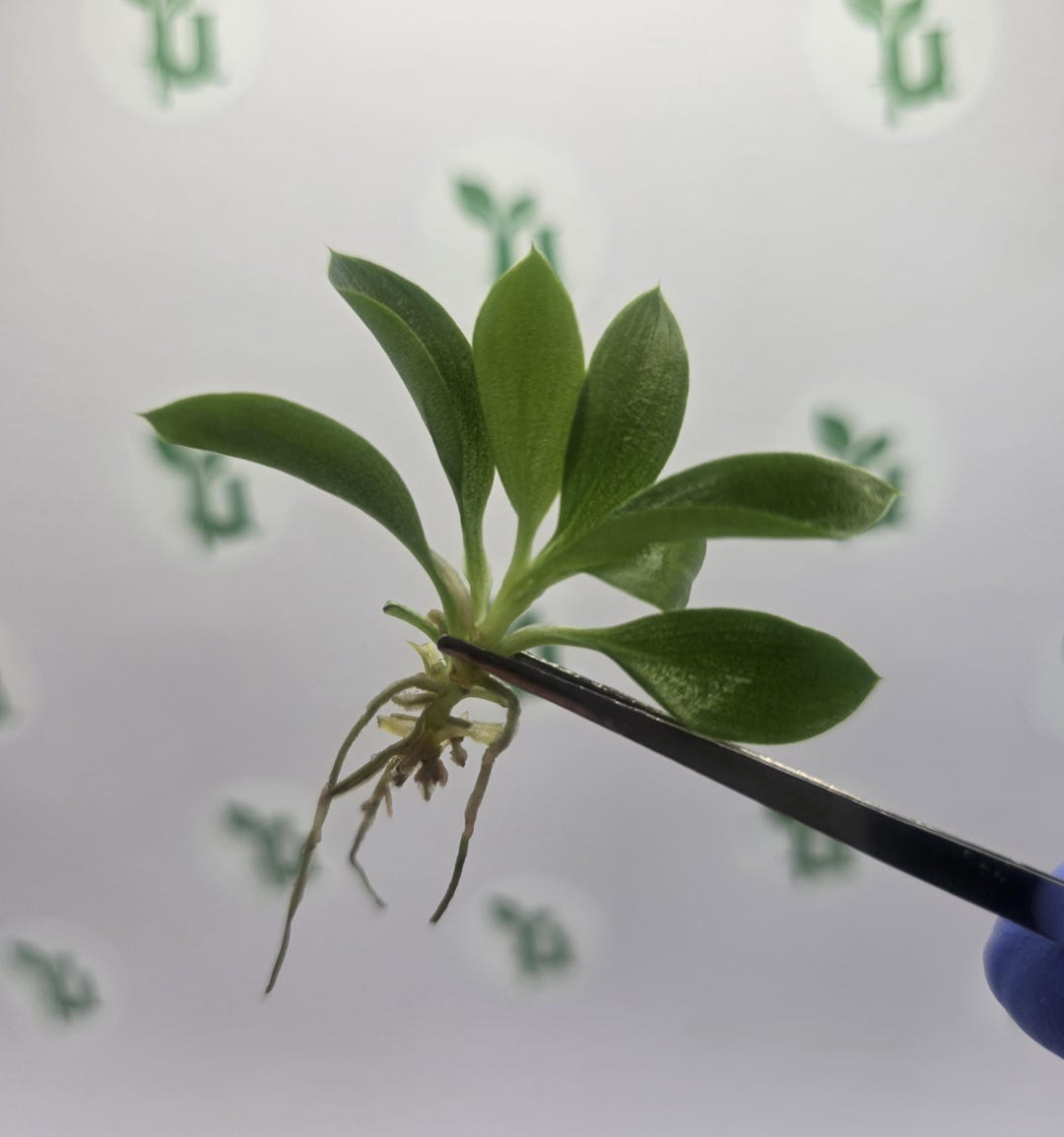 Philodendron Green Princess Tissue Culture US Seller / Producer - Etsy