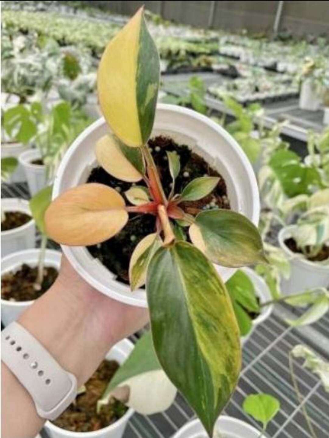 Red Congo Var Philodendron Variegated Tissue Culture Plantlet, Rare ...