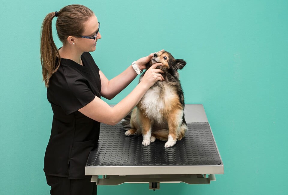 Puppy Wellness Checklist, Health Check, Puppy Pack Docs, Pet Record ...