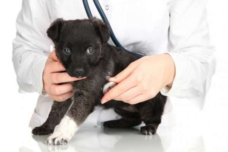 Puppy Wellness Checklist, Health Check, Puppy Pack Docs, Pet Record ...