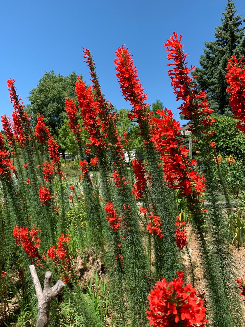 Seed & Bulbs, Firesticks, Ipomopsis Rubra, Scarlet Gilia, Self-seeding ...