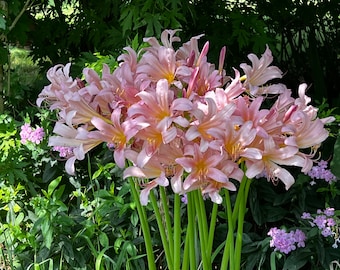 4 Heirloom Surprise Lily Bulbs Naked Ladies Resurrection Lily Vintage ...