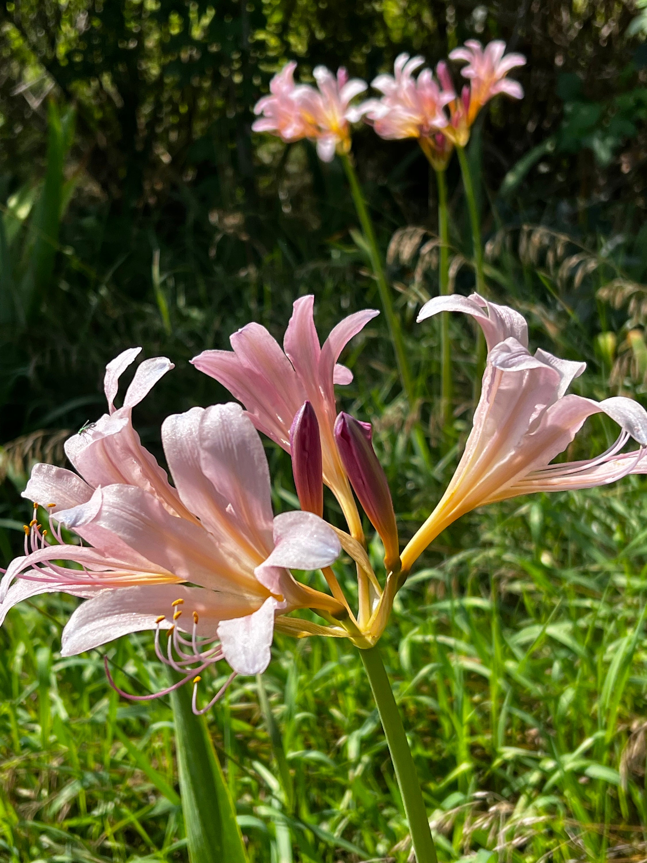 Surprise Lilies - Naked Ladies - Etsy