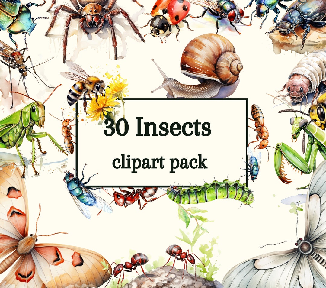 Watercolor Insects and Bugs Clipart for Books, Stickers, Illustrations ...
