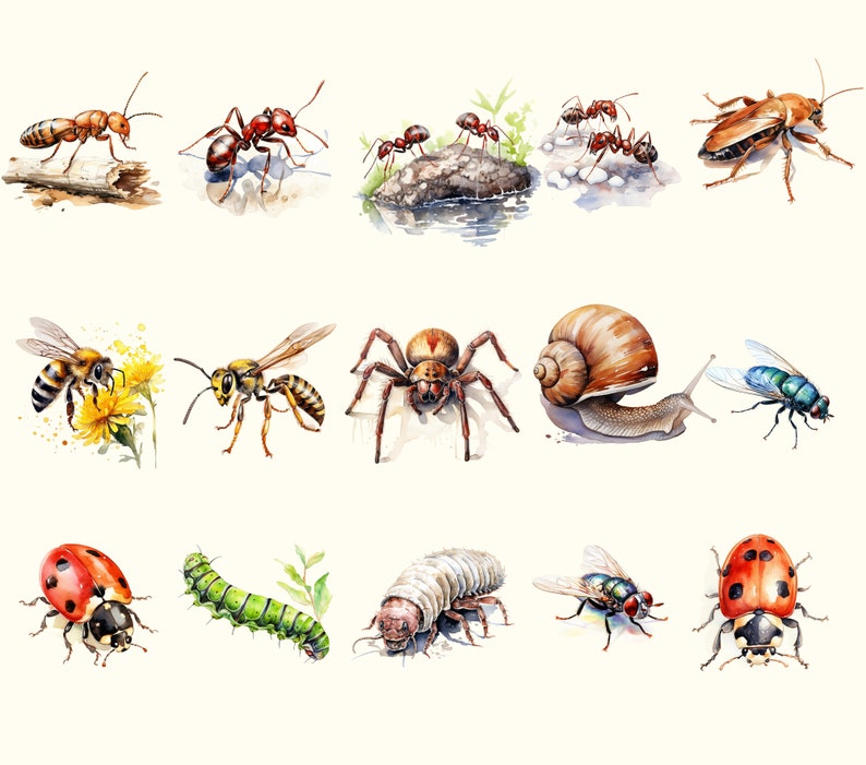 Watercolor Insects and Bugs Clipart for Books Stickers - Etsy