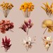 Dried Flowers Clipart PNG for Wedding Invitation, Instagram Post and ...