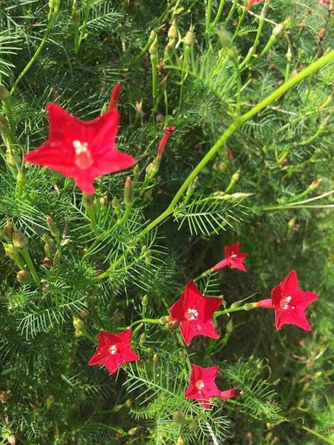 Cardinal Vine Seeds Five Point Red Flowers; Hummingbird Attracting - Etsy