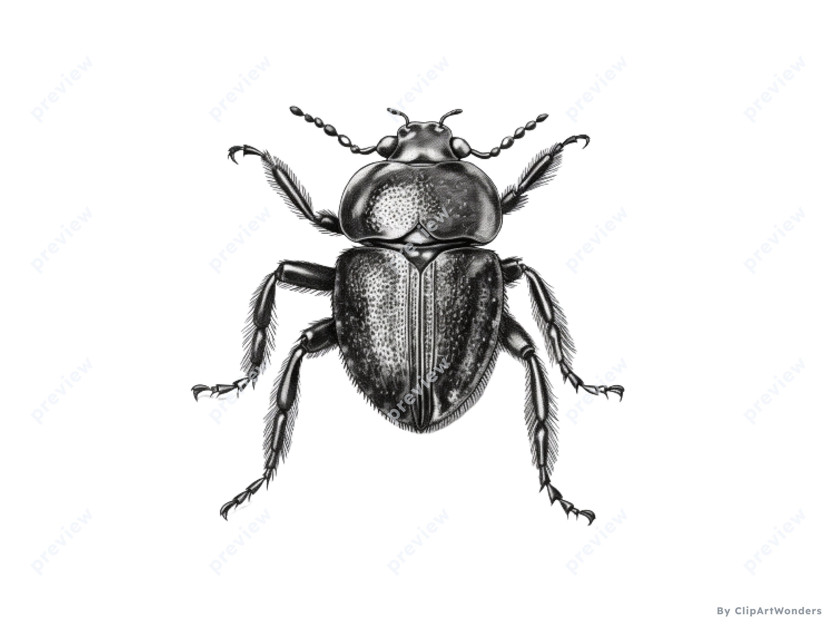 Tick Insect Clipart Pngs With Transparent Background - Etsy