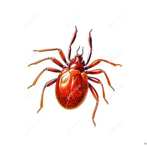 Tick Insect Clipart Pngs With Transparent Background - Etsy