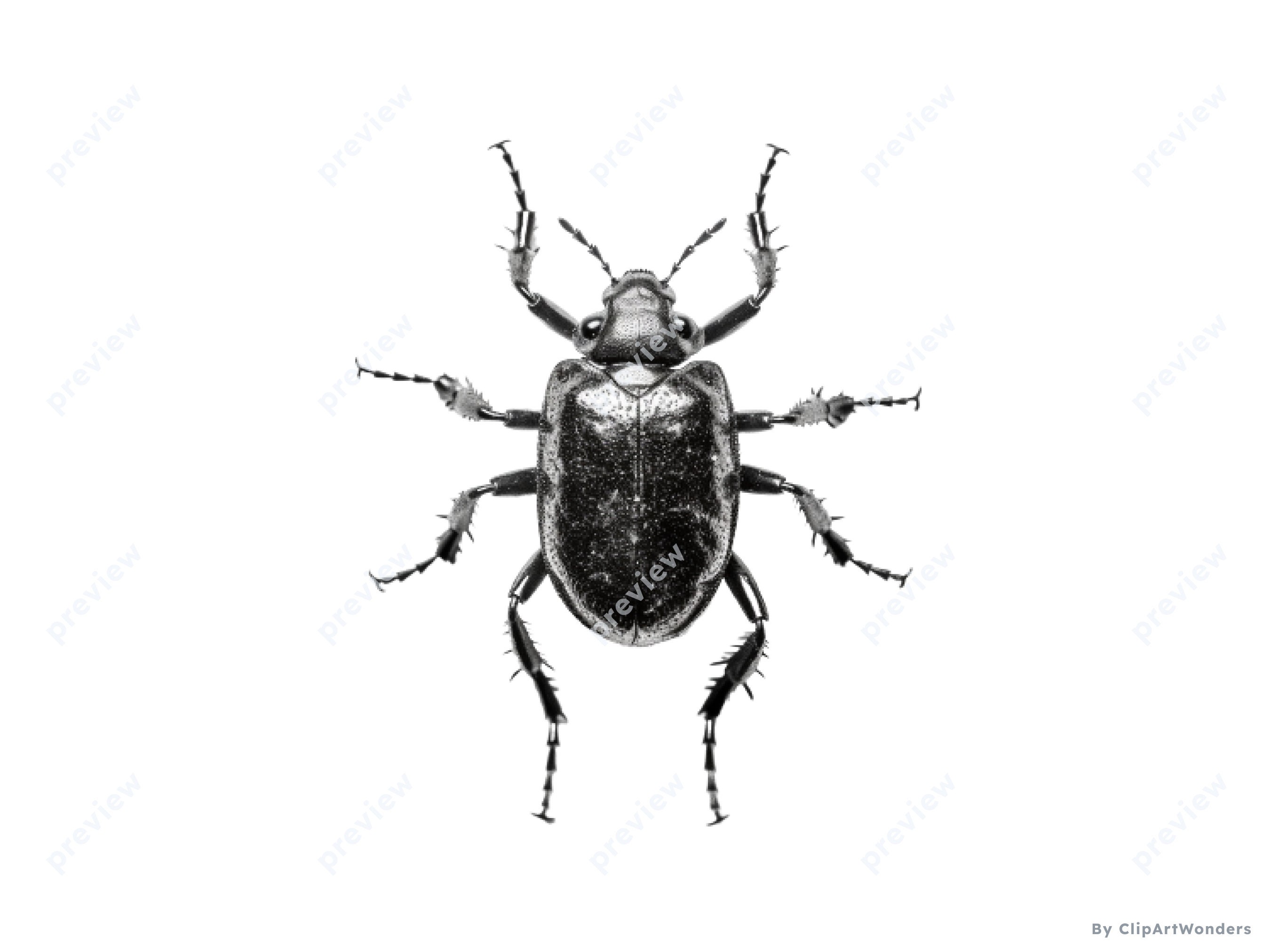 Tick Insect Clipart Pngs With Transparent Background - Etsy