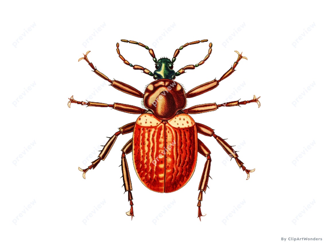 Tick Insect Clipart Pngs With Transparent Background - Etsy