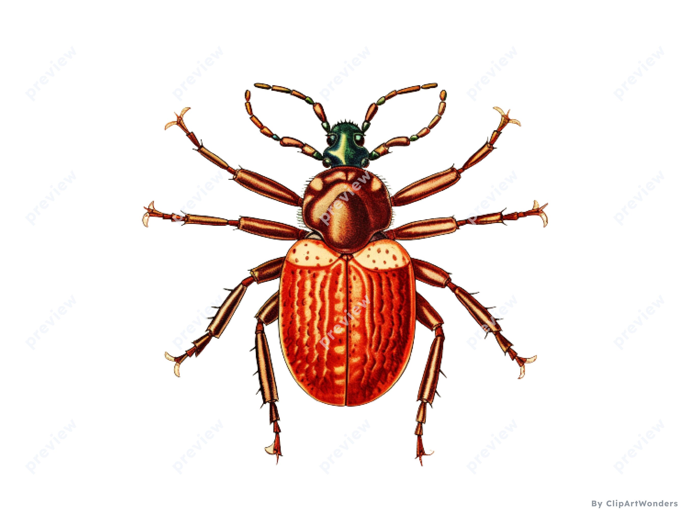 Tick Insect Clipart Pngs With Transparent Background - Etsy