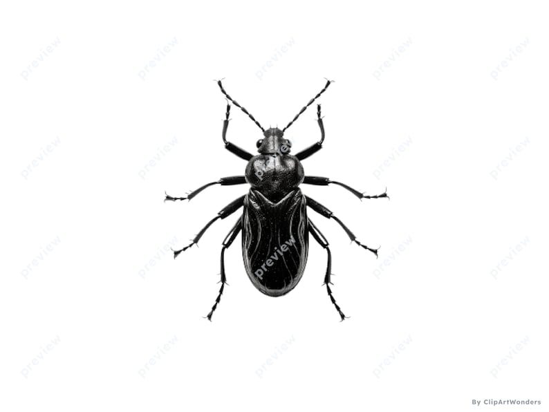Tick Insect Clipart Pngs With Transparent Background - Etsy