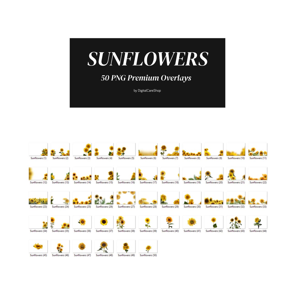 50 Sunflower Overlays Summer Backdrops Sunflowers Field Digital ...