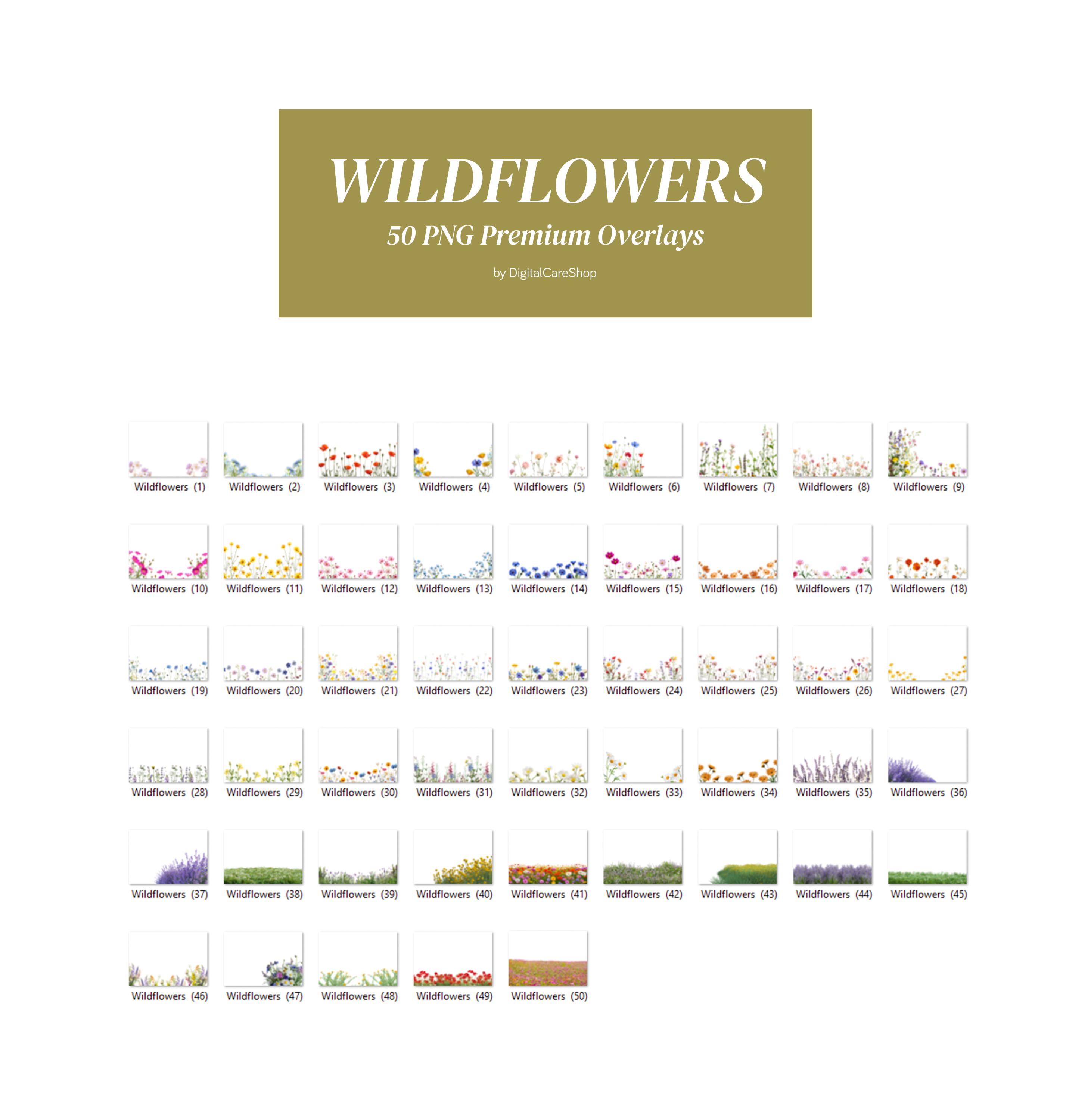 50 MULTICOLOR FLOWERS Overlays, Wildflowers Overlays, Flower Meadow ...