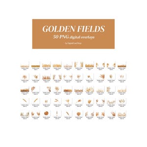 50 Golden Fields Overlays Golden Wheat Overlay Spring Summer Backdrop ...