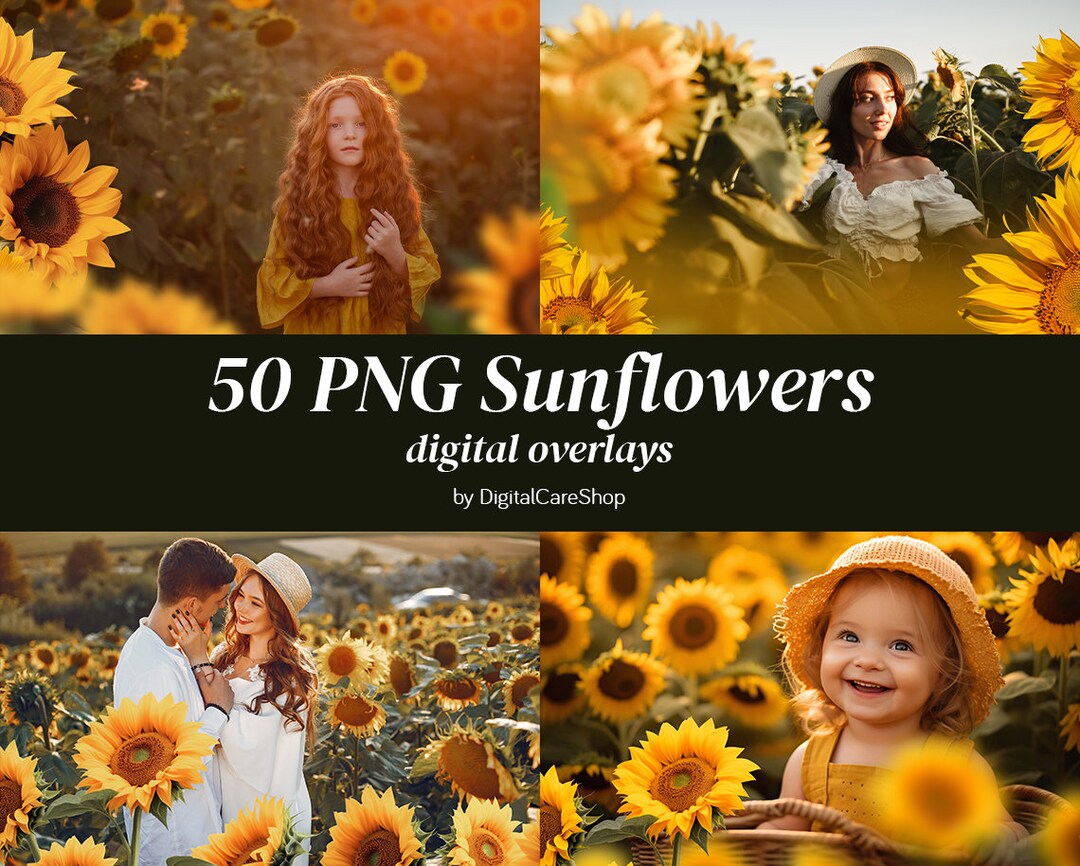 50 Sunflower Overlays Summer Backdrops Sunflowers Field Digital ...
