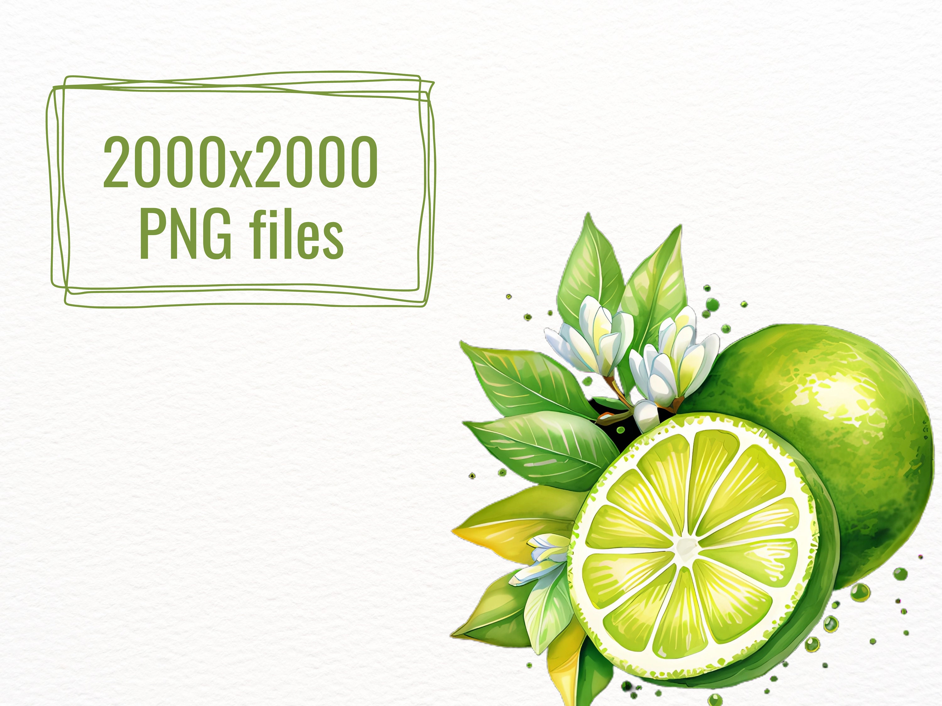 Vibrant Watercolor Lime Clipart Set Citrus Fruit Illustrations ...