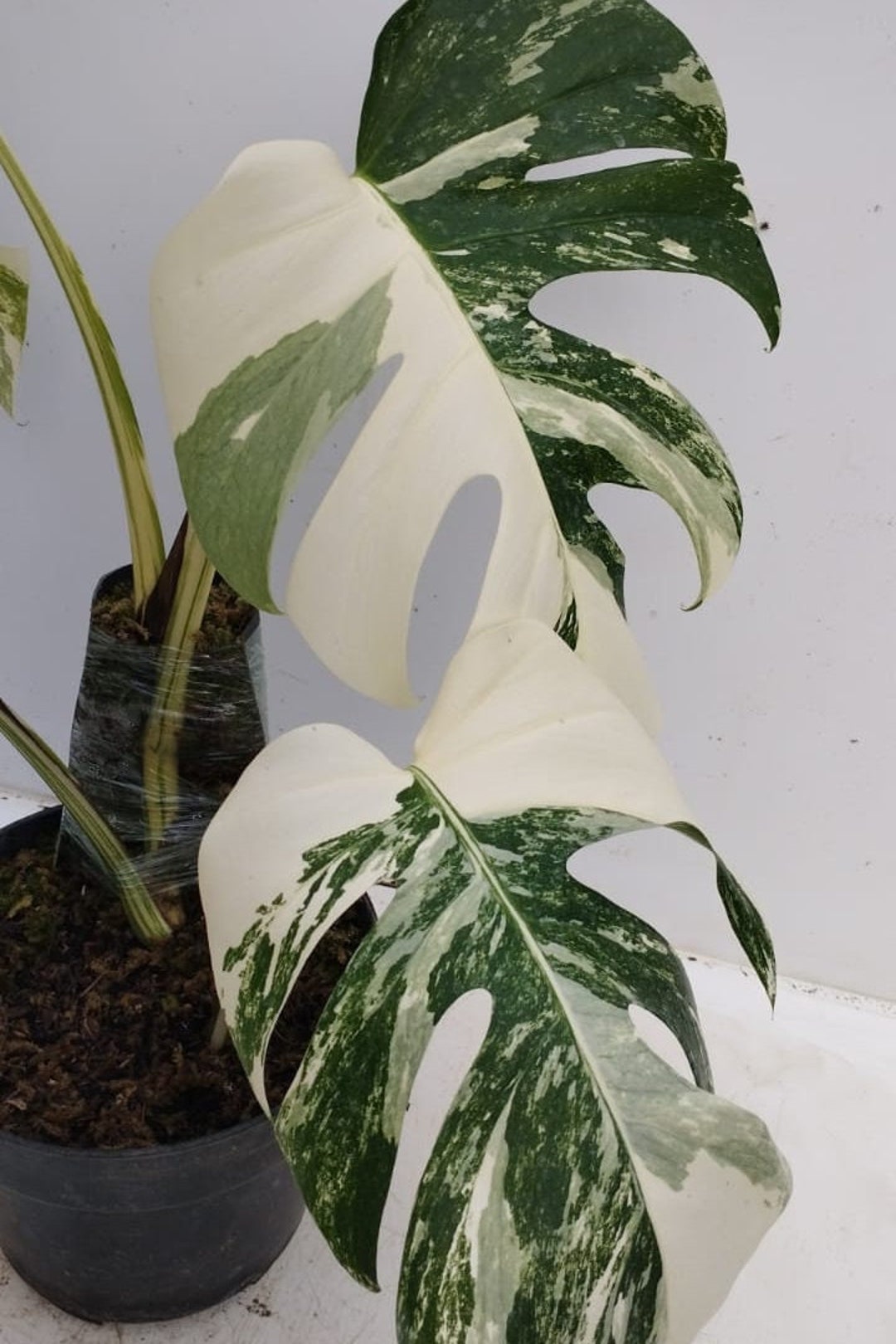 Real Picture Monstera White Tiger Variegated Free Phytosanitary ...