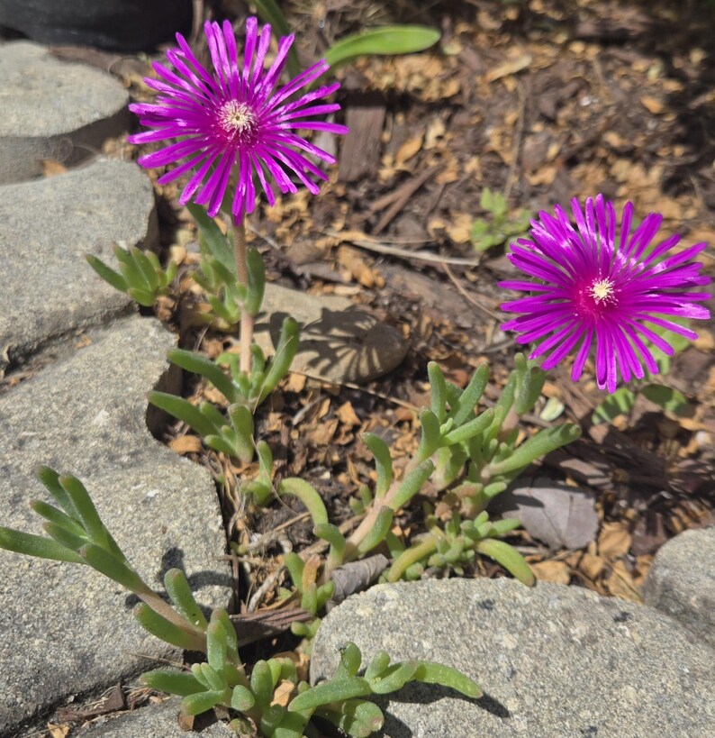 Pink Ice Plant Succulent - Etsy