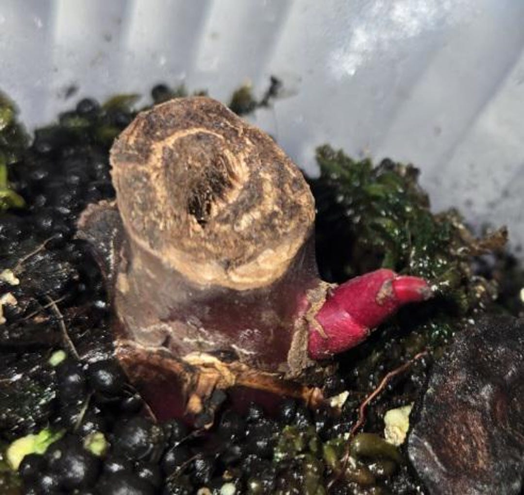 Variegated Philodendron Strawberry Shake Rooted Node - Etsy