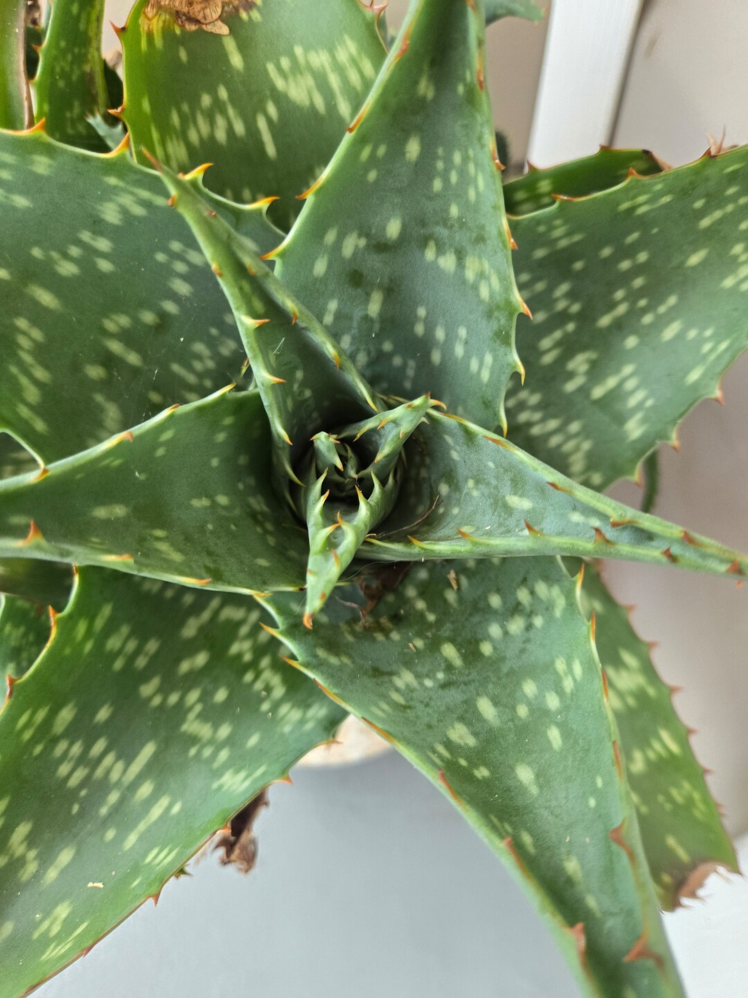 Zebra Aloe Plant - Etsy
