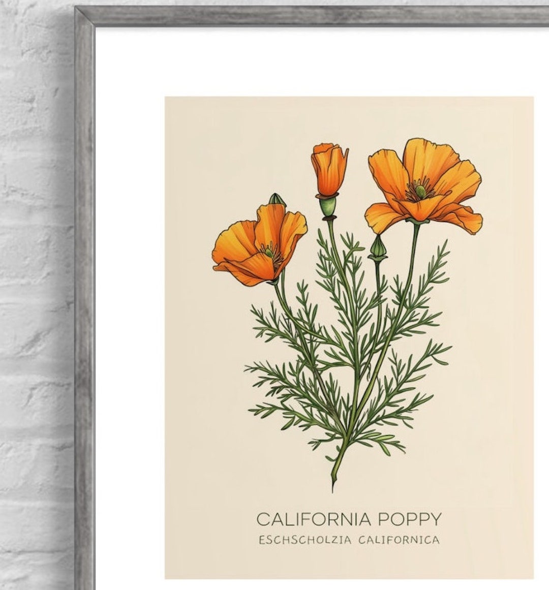California Poppy Botanical Print - California Poppy Flower Print ...