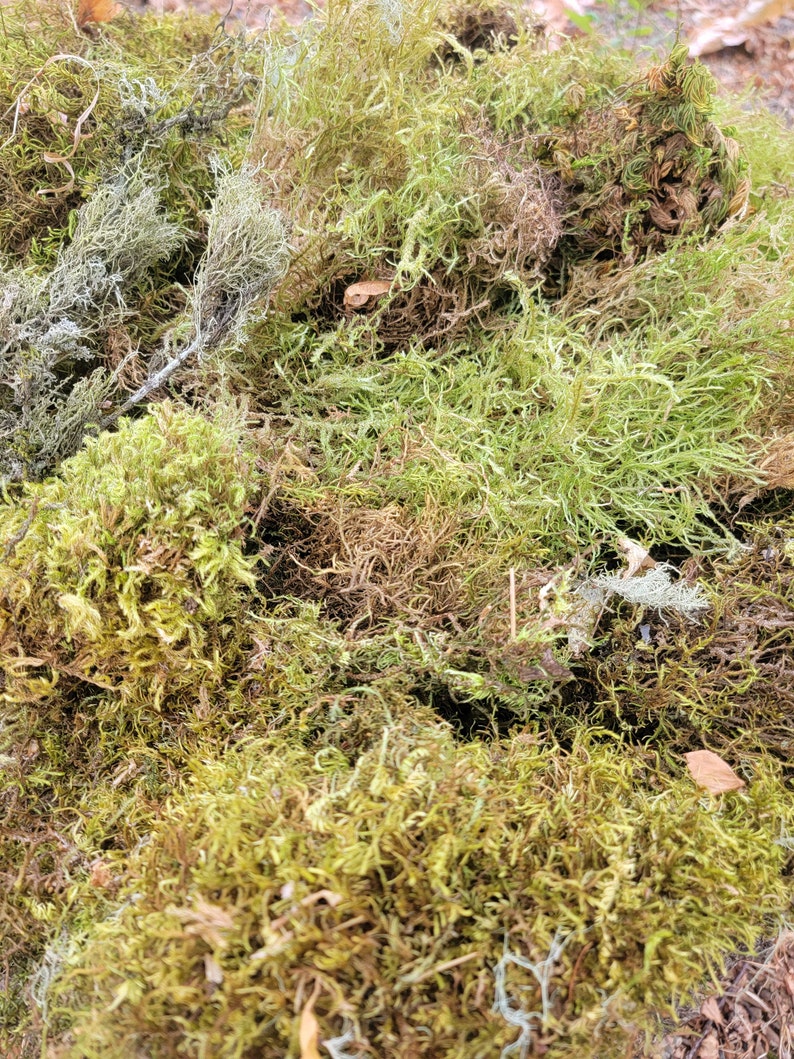 Terrarium Moss 1GAL Bag - Etsy
