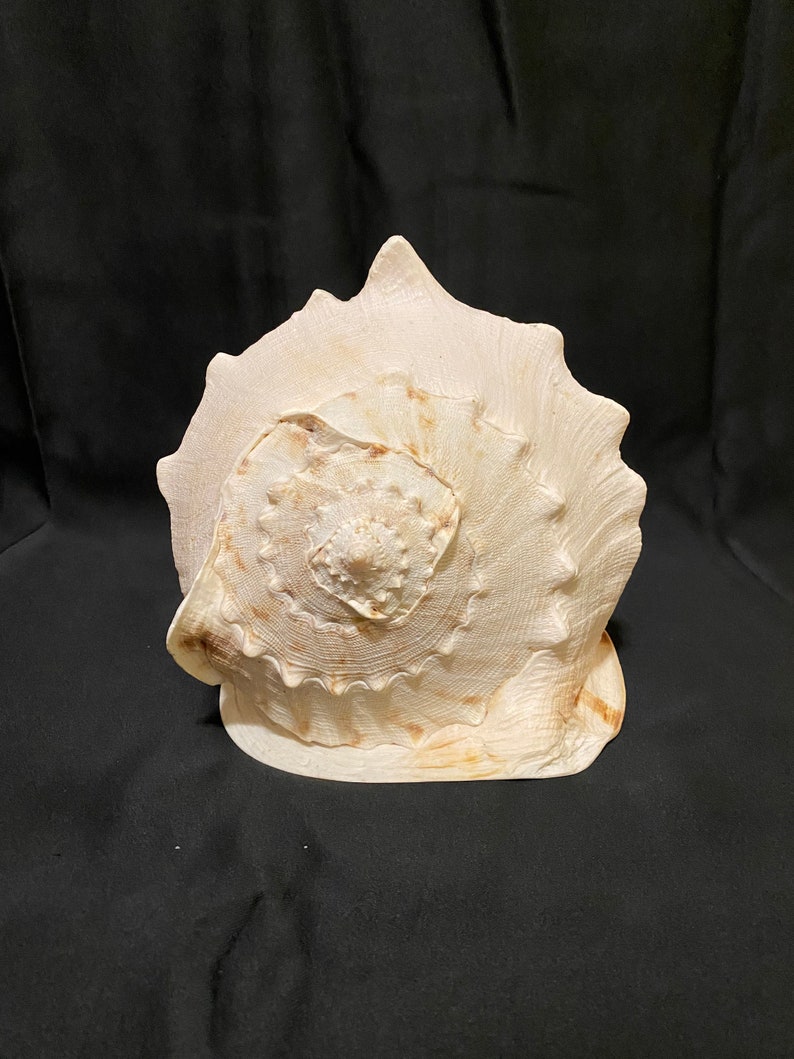 Antique Giant Horned Helmet Shell - Etsy