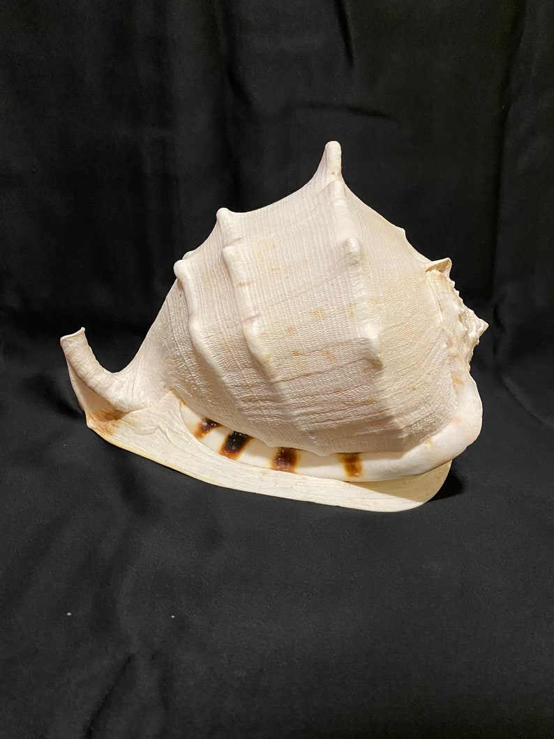 Antique Giant Horned Helmet Shell - Etsy