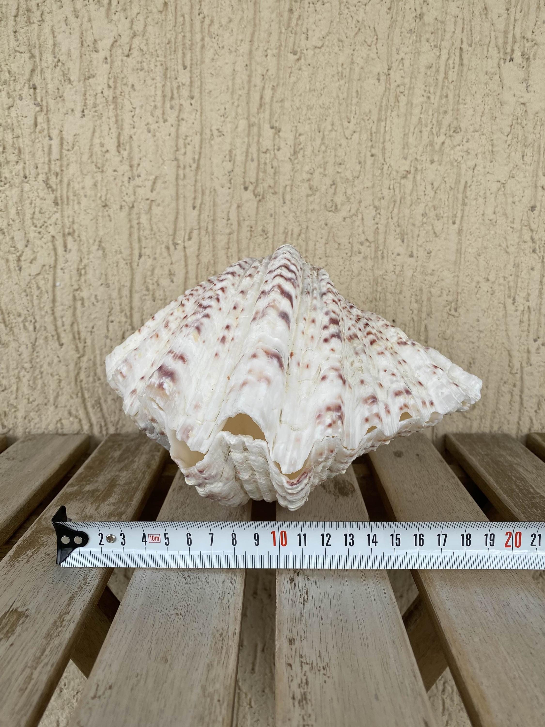 Real Large / Giant Bear Paw Clam Shell - Matching Pair - Etsy