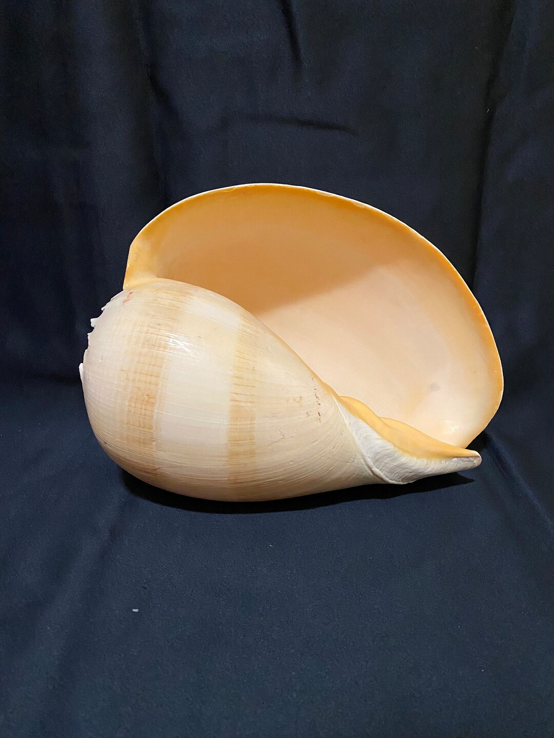Large Melon Shell - Etsy UK