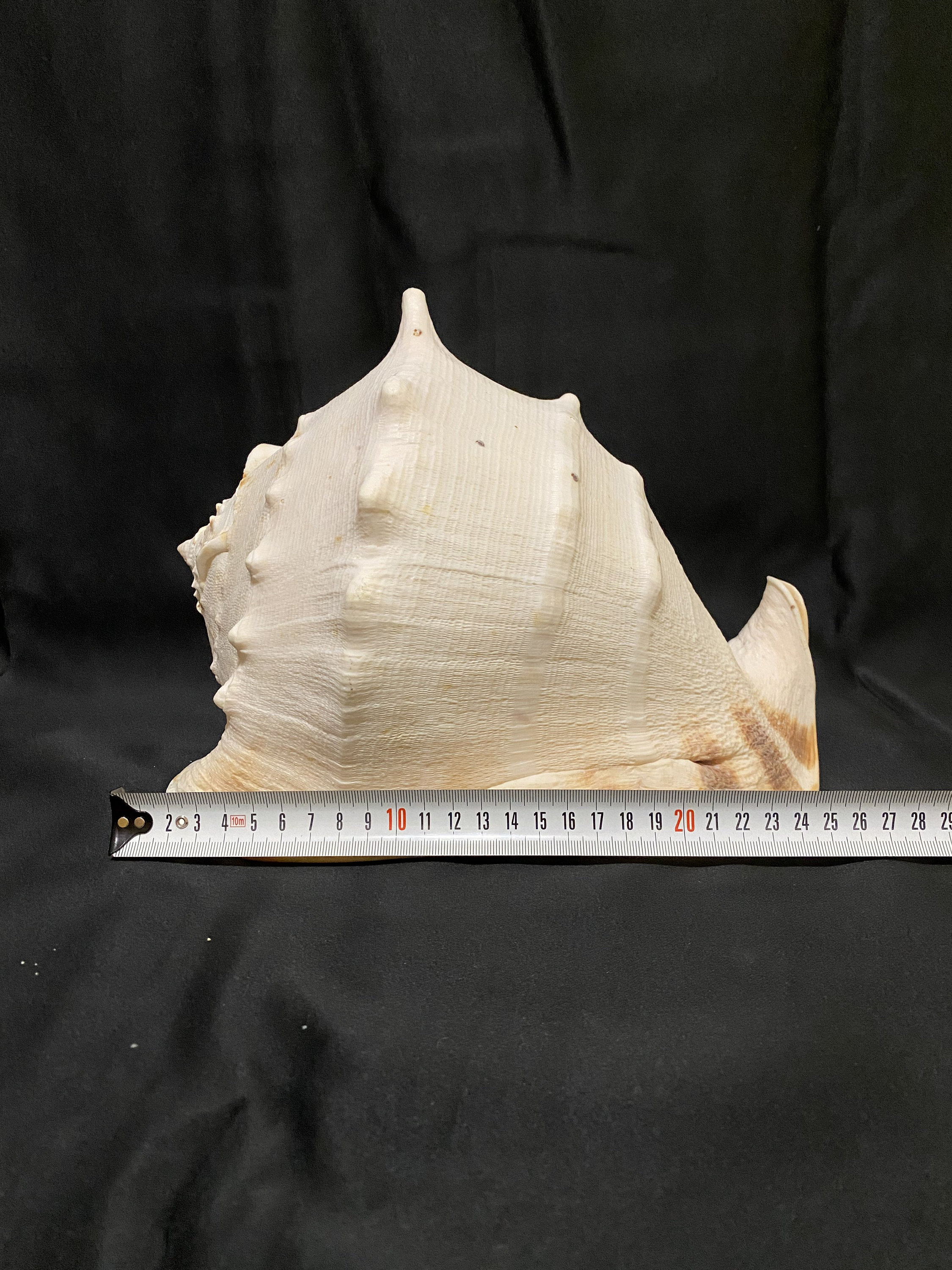 Antique Giant Horned Helmet Shell - Etsy