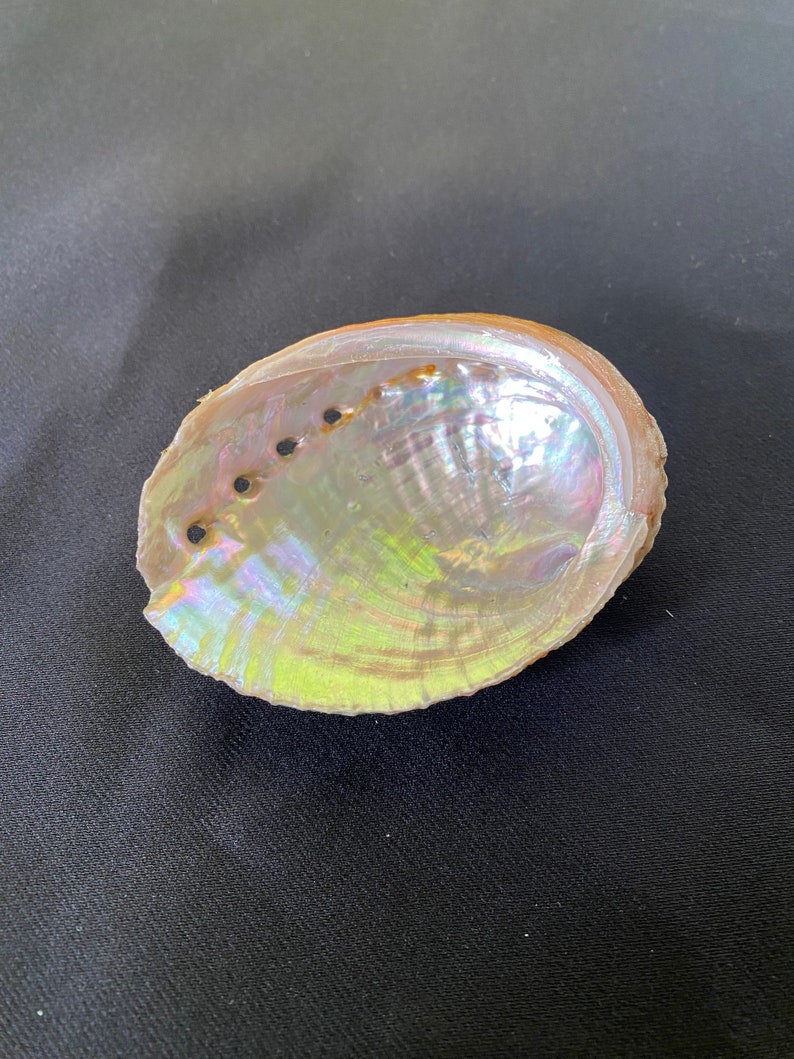 Red Abalone Shell - Etsy