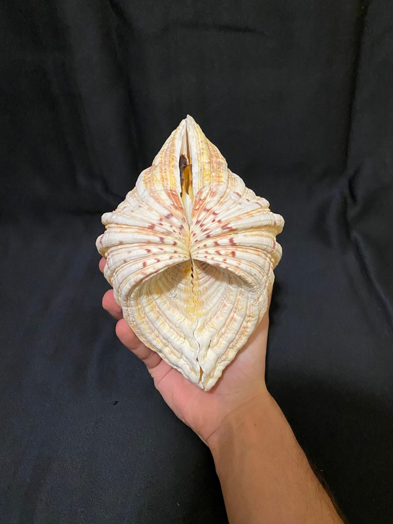 Sea Shell Antique Large Whole Clam - Etsy