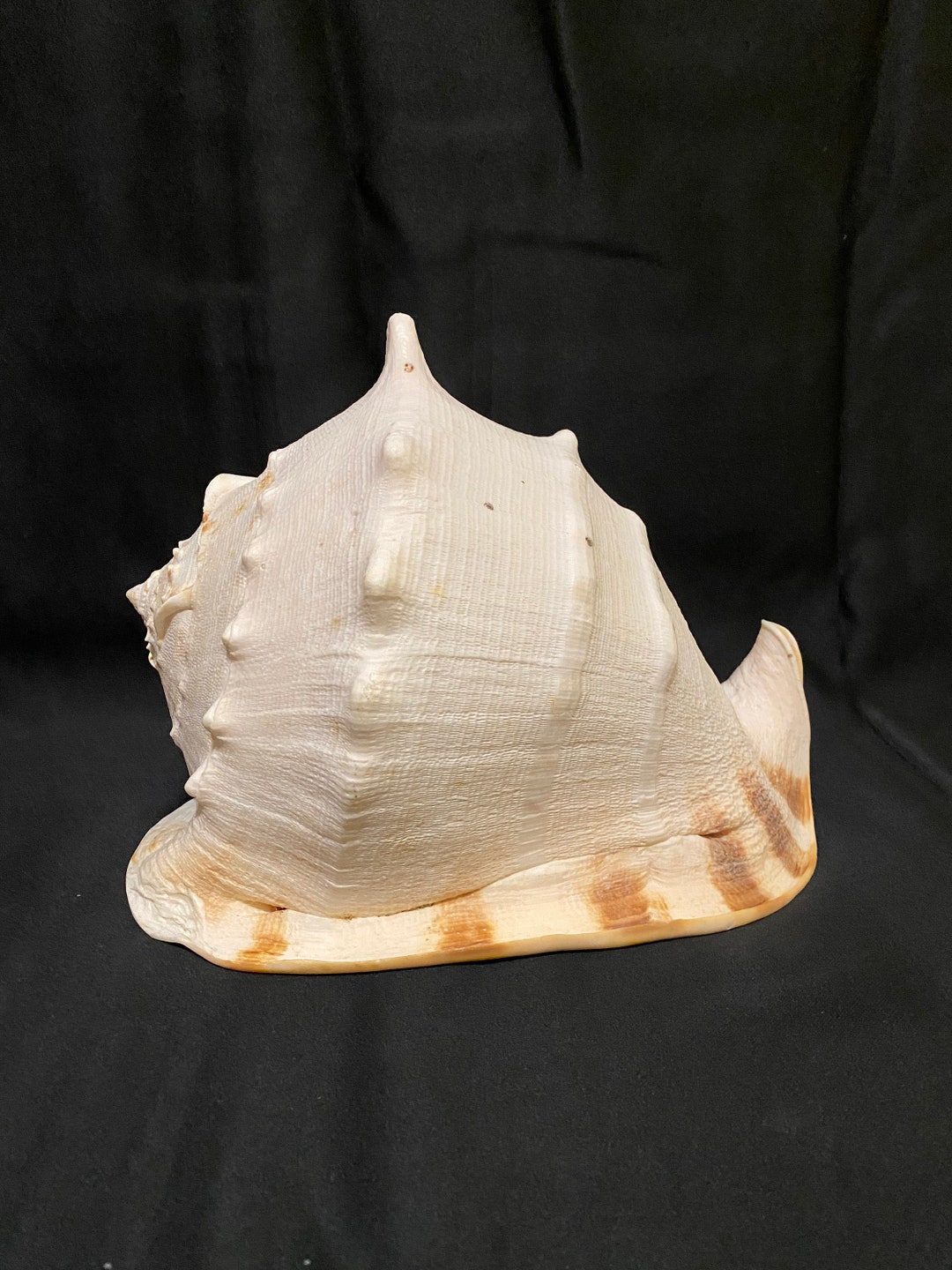 Antique Giant Horned Helmet Shell - Etsy