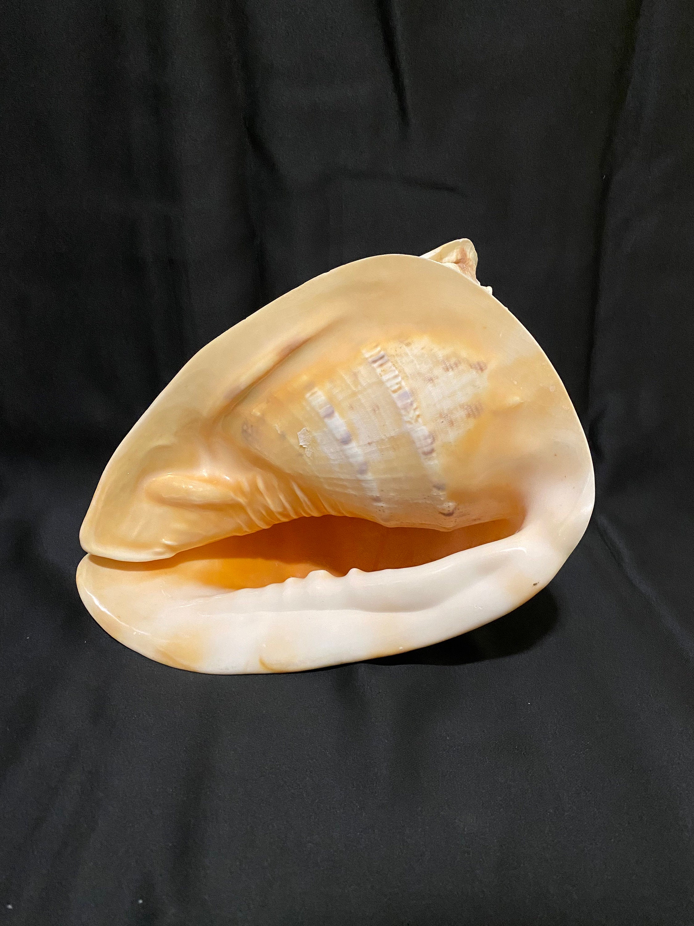 Antique Giant Horned Helmet Shell - Etsy