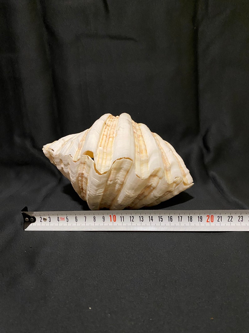 Sea Shell Antique Large Whole Clam - Etsy